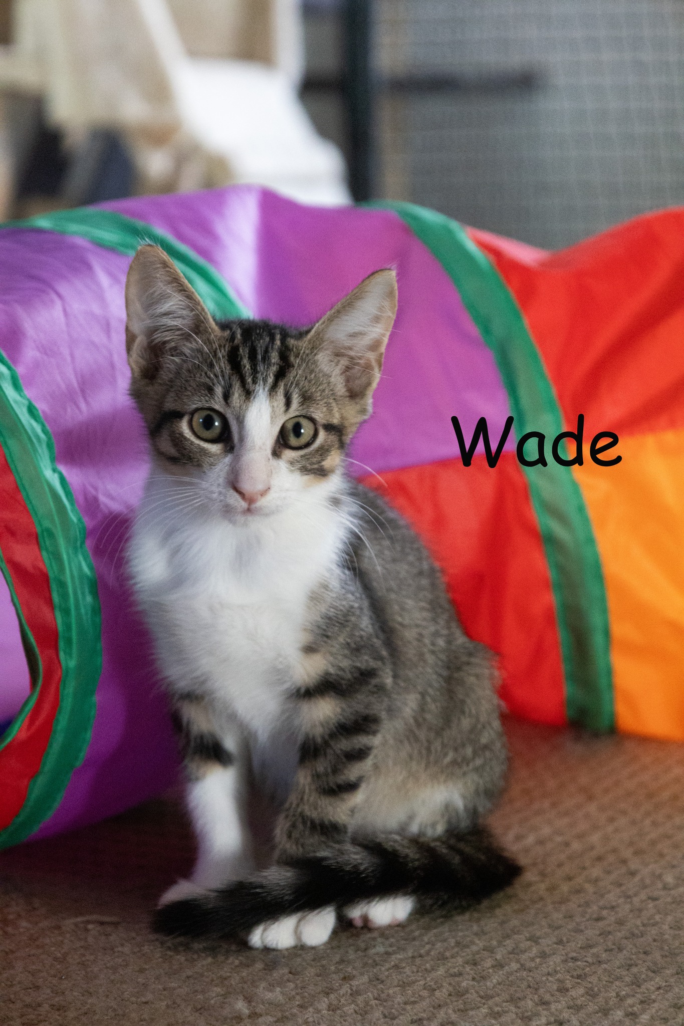 WADE – Townsville Foster and Rehoming Animals