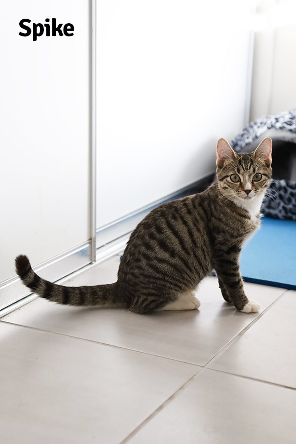 SPIKE – Townsville Foster and Rehoming Animals