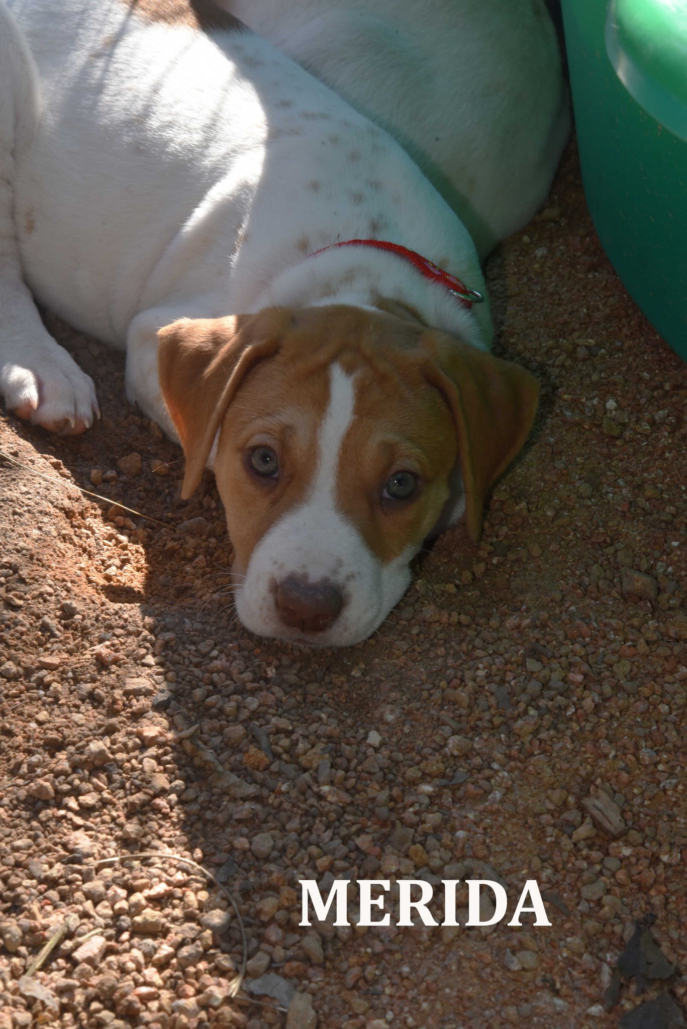 MERIDA – Townsville Foster and Rehoming Animals