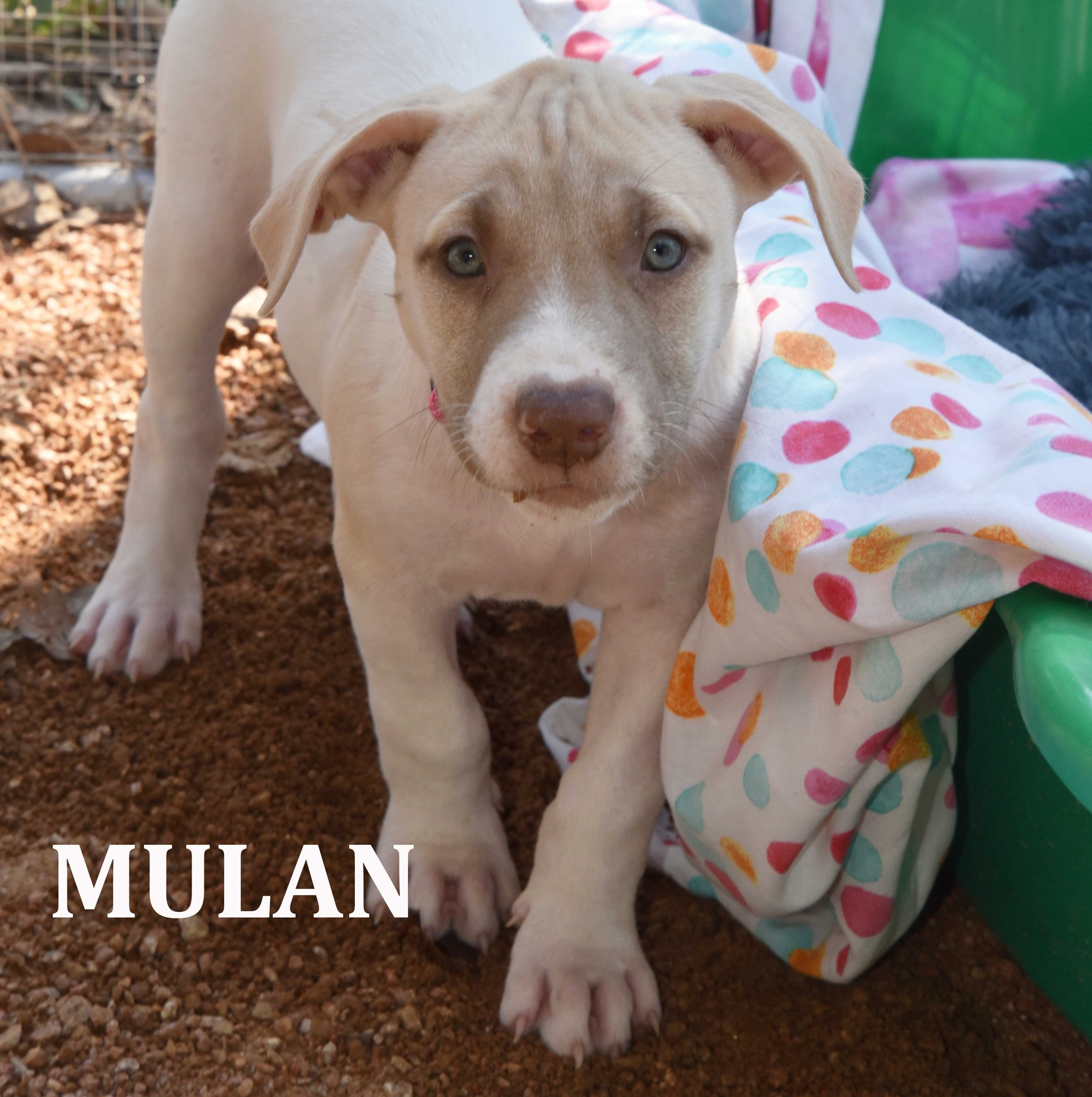 MULAN – Townsville Foster and Rehoming Animals