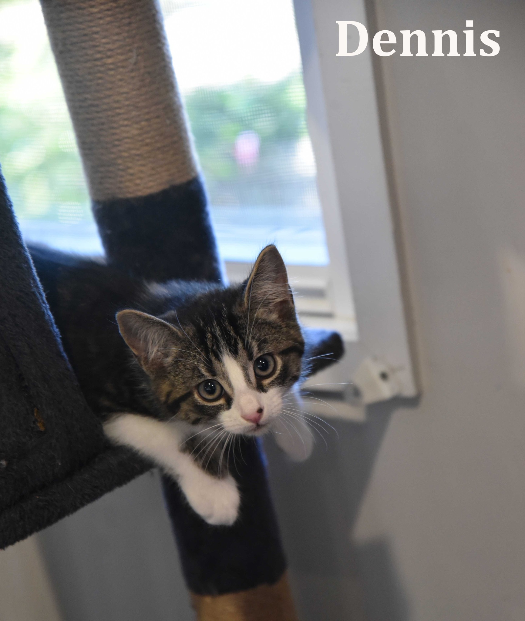 DENNIS – Townsville Foster and Rehoming Animals