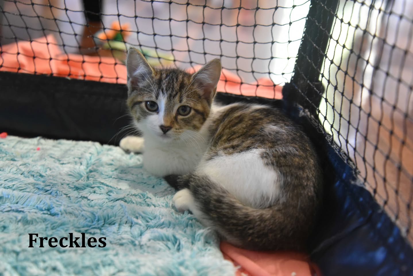 Freckles – Townsville Foster and Rehoming Animals