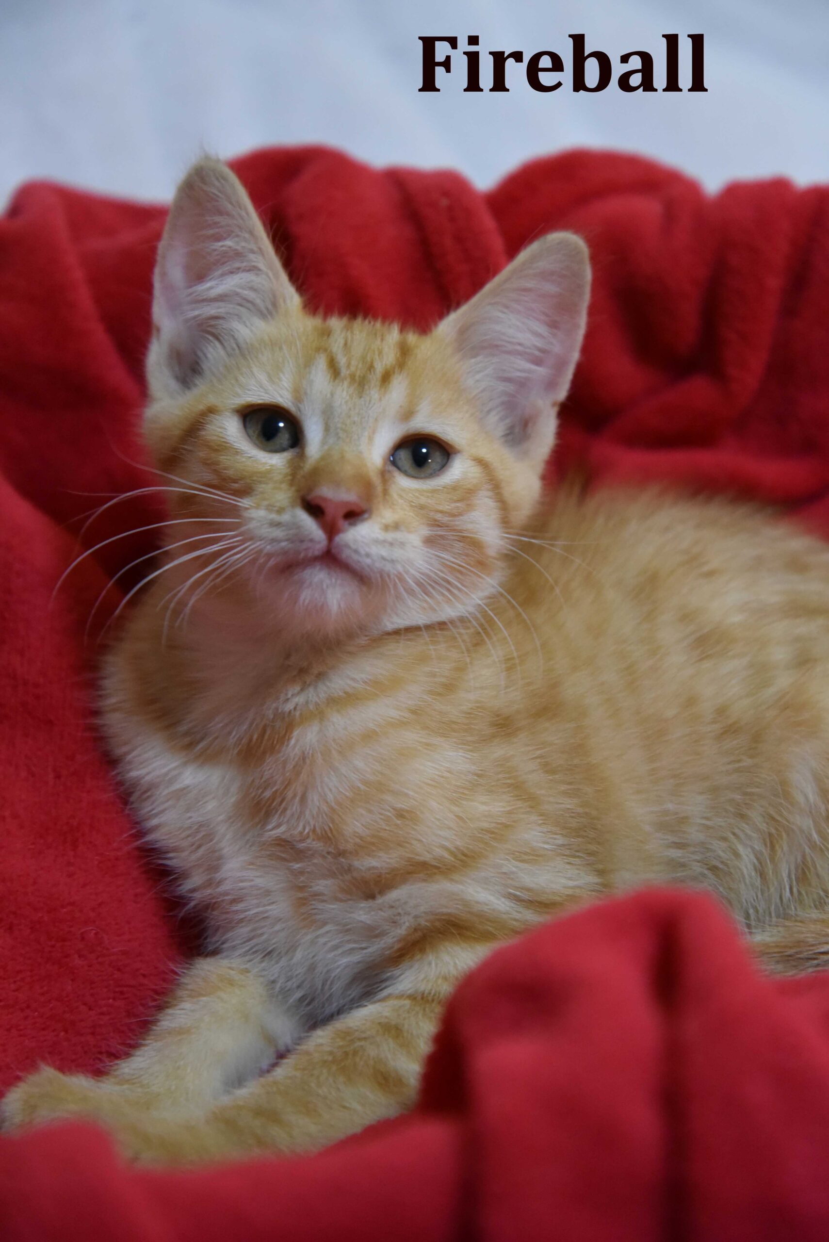 FIREBALL – Townsville Foster and Rehoming Animals