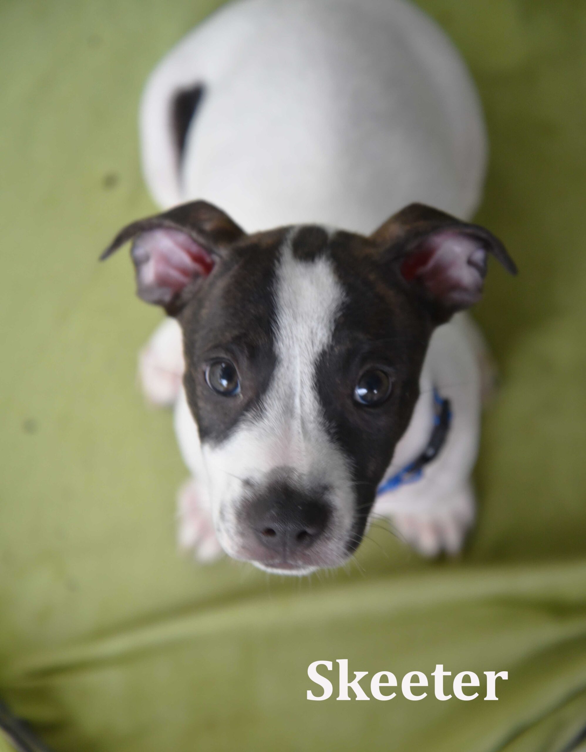 SKEETER – Townsville Foster and Rehoming Animals