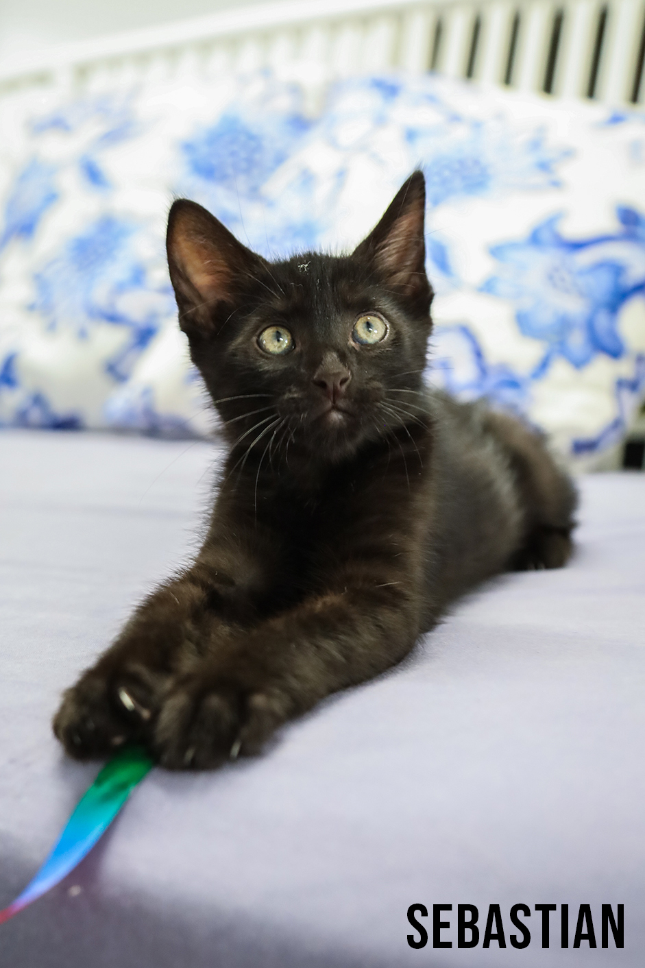 SEBASTIAN – Townsville Foster and Rehoming Animals